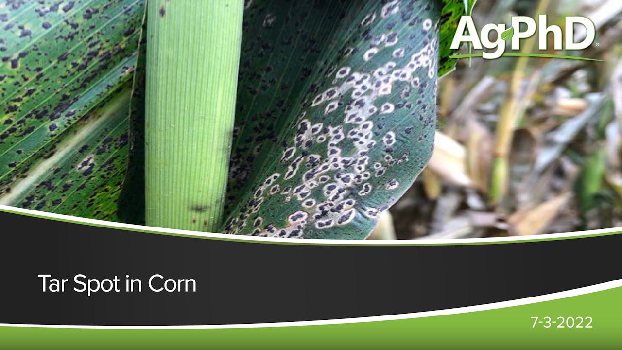 Tar Spot in Corn | Ag PhD - 2022 - AcresTV