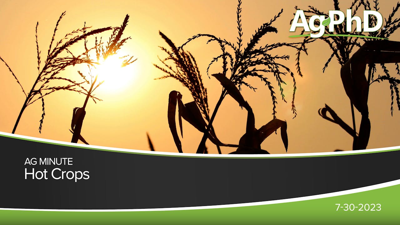 Hot Crops | Ag PhD - 2023 - AcresTV