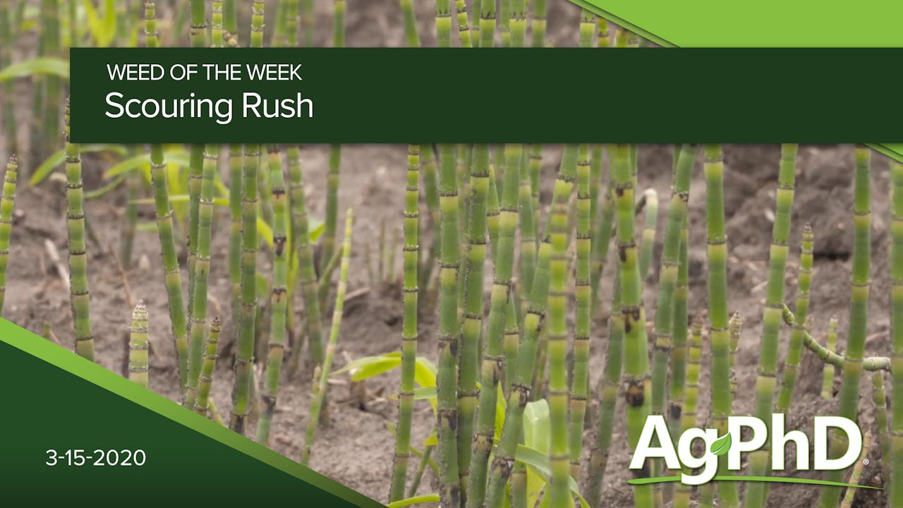 Scouring Rush | Ag PhD - 2020 - AcresTV