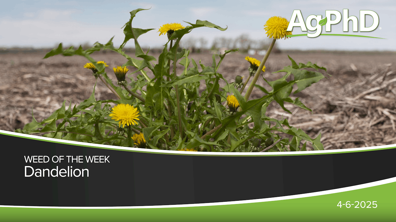 Dandelion | Ag PhD - 2025 - AcresTV