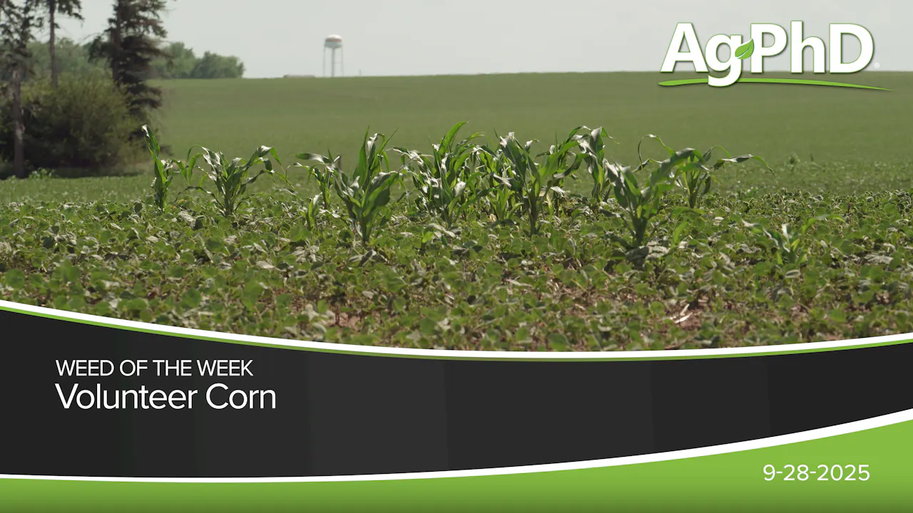 Volunteer Corn | Ag PhD - 2025 - AcresTV