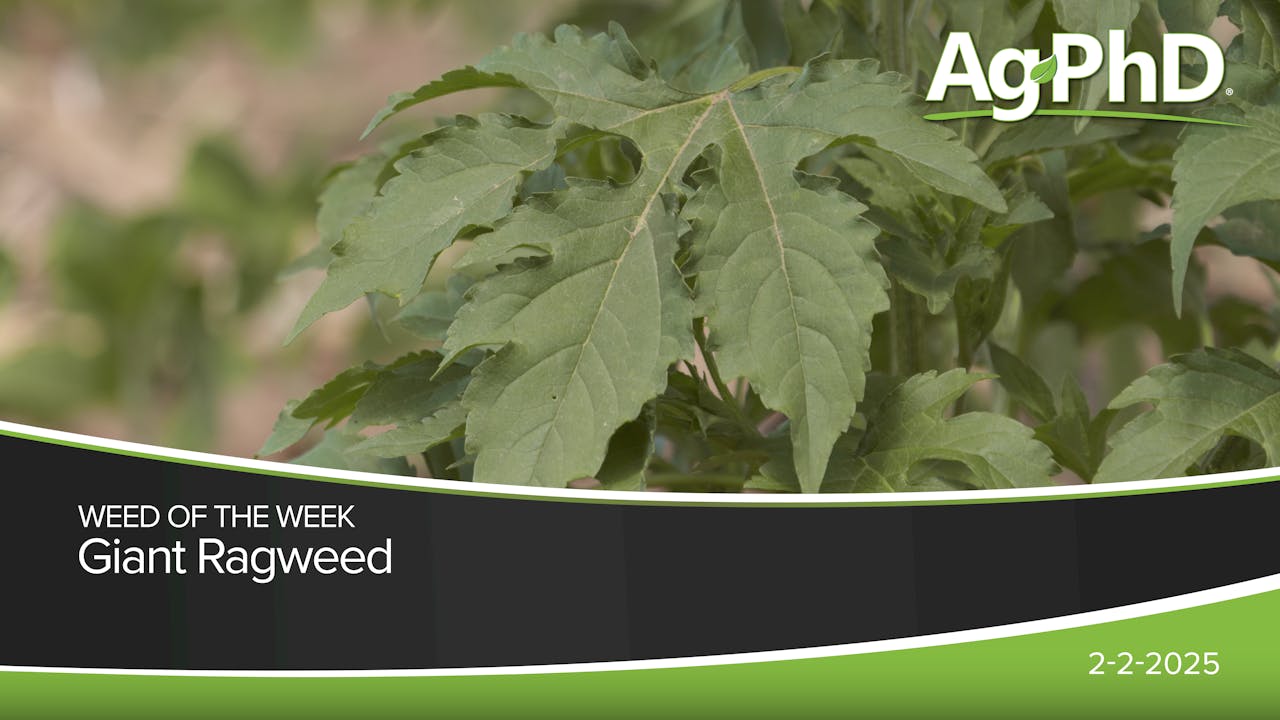 Giant Ragweed | Ag PhD - 2025 - AcresTV