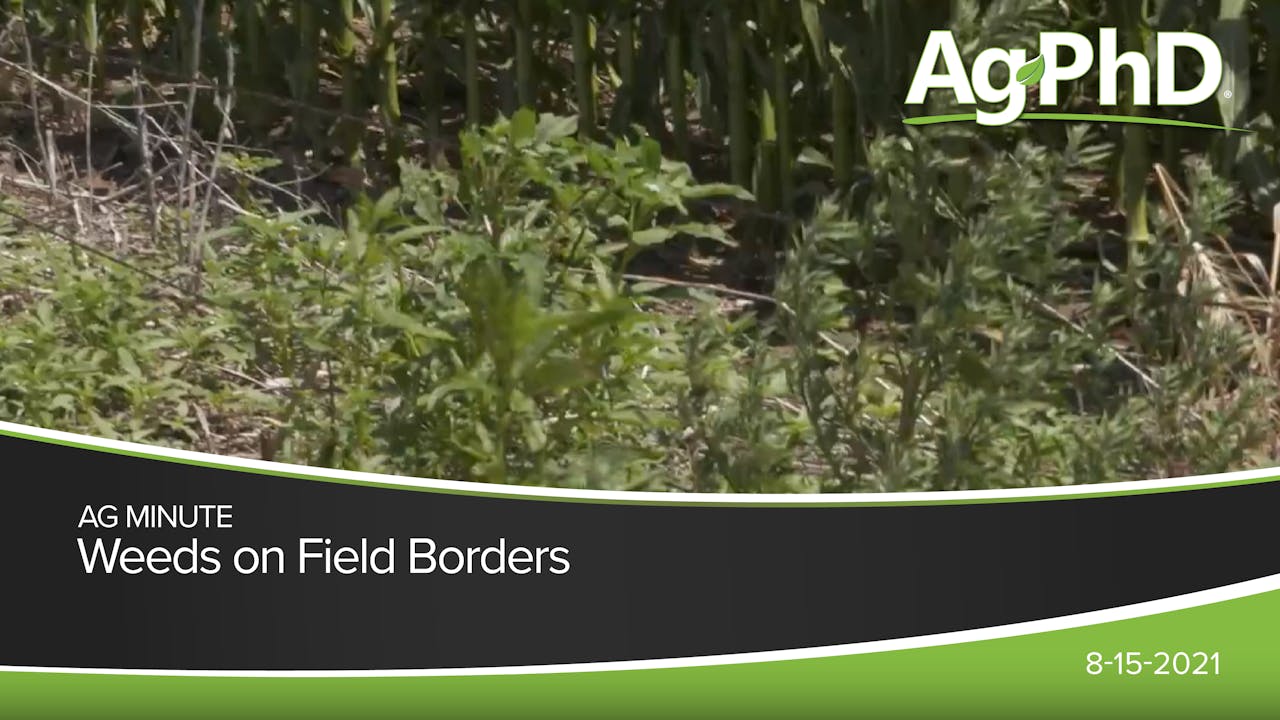 Weeds On Field Borders | Ag PhD - 2021 - AcresTV