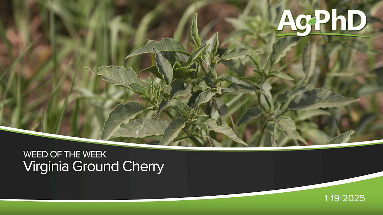 Virginia Ground Cherry | Ag PhD - 2025 - AcresTV