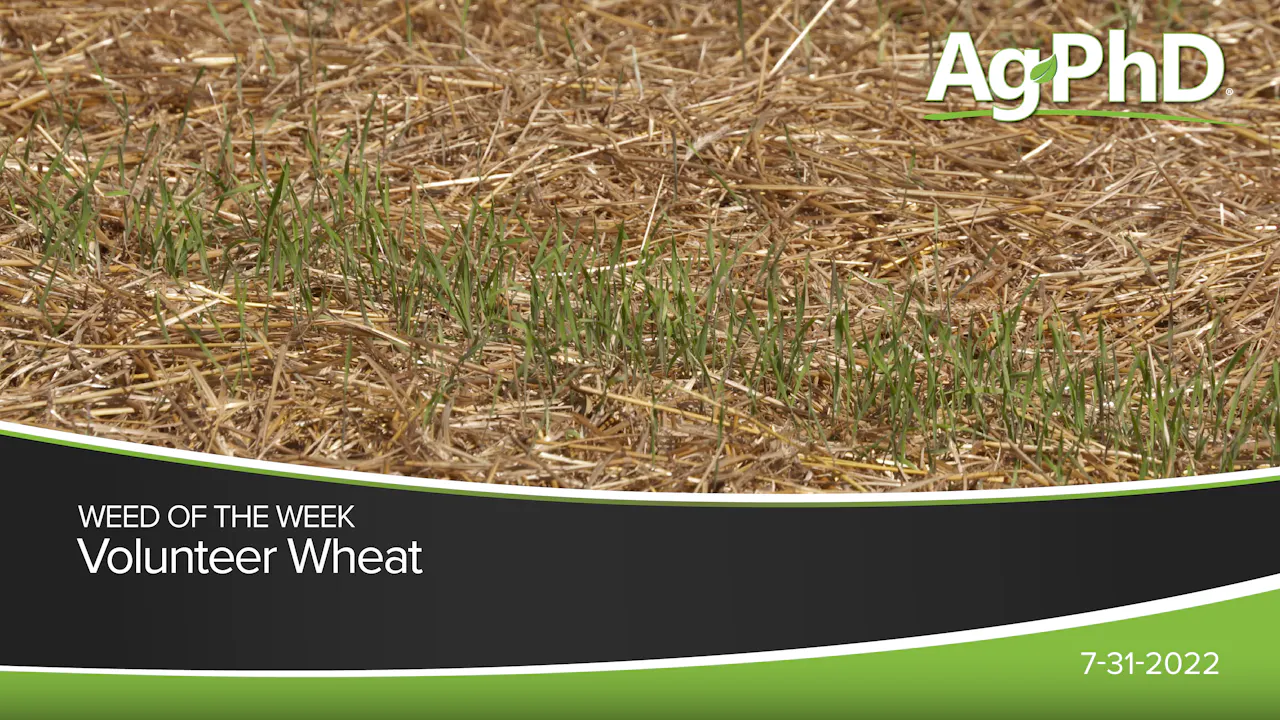 Volunteer Wheat | Ag PhD - 2022 - AcresTV
