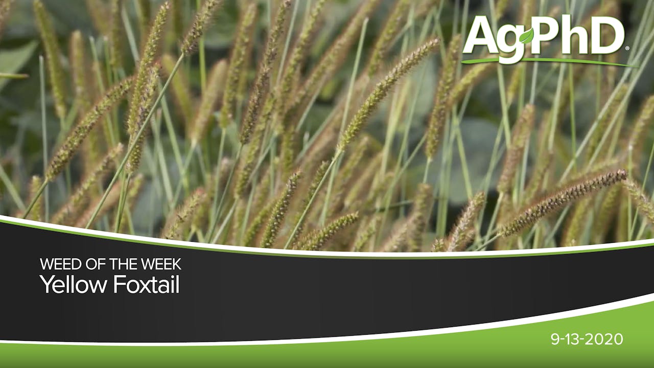 Yellow Foxtail | Ag PhD - 2020 - AcresTV