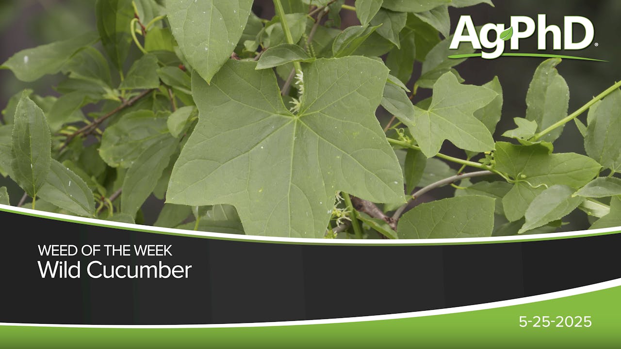 Wild Cucumber | Ag PhD - 2025 - AcresTV