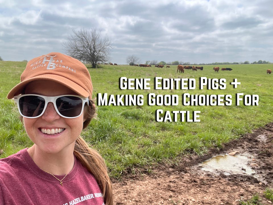 Gene-Edited Pigs and Making Good Choices for Cattle | Buzzard's Beat - Ag Entertainment - AcresTV