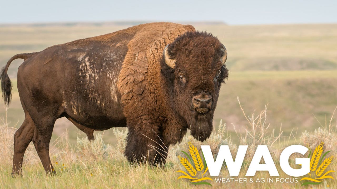 The New Way to Raise Bison on the Plains! WAG In Focus 2-21-23 - AcresTV