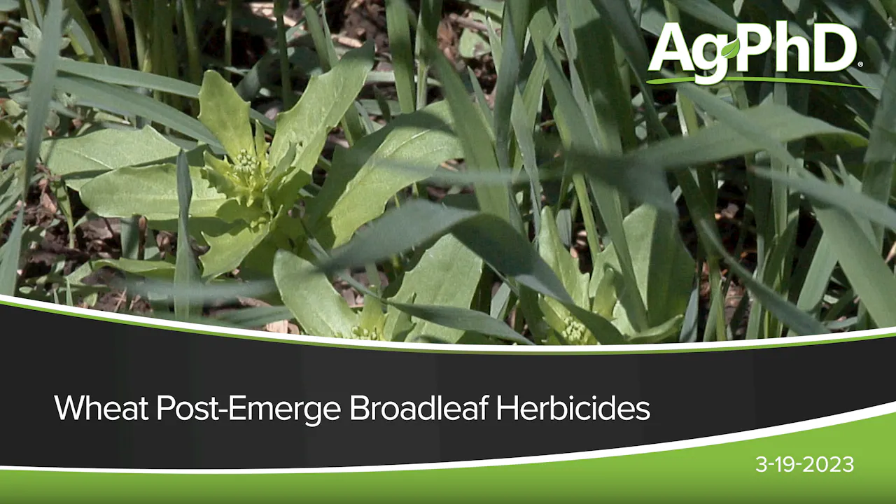 Wheat Post-Emerge Broadleaf Herbicides | Ag PhD - 2023 - AcresTV
