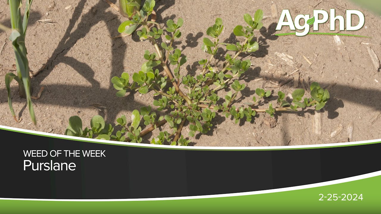 Purslane | Ag PhD - 2024 - AcresTV