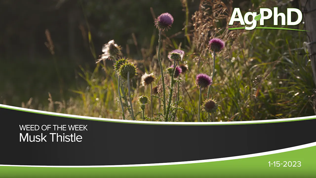 Musk Thistle | Ag PhD - 2023 - AcresTV