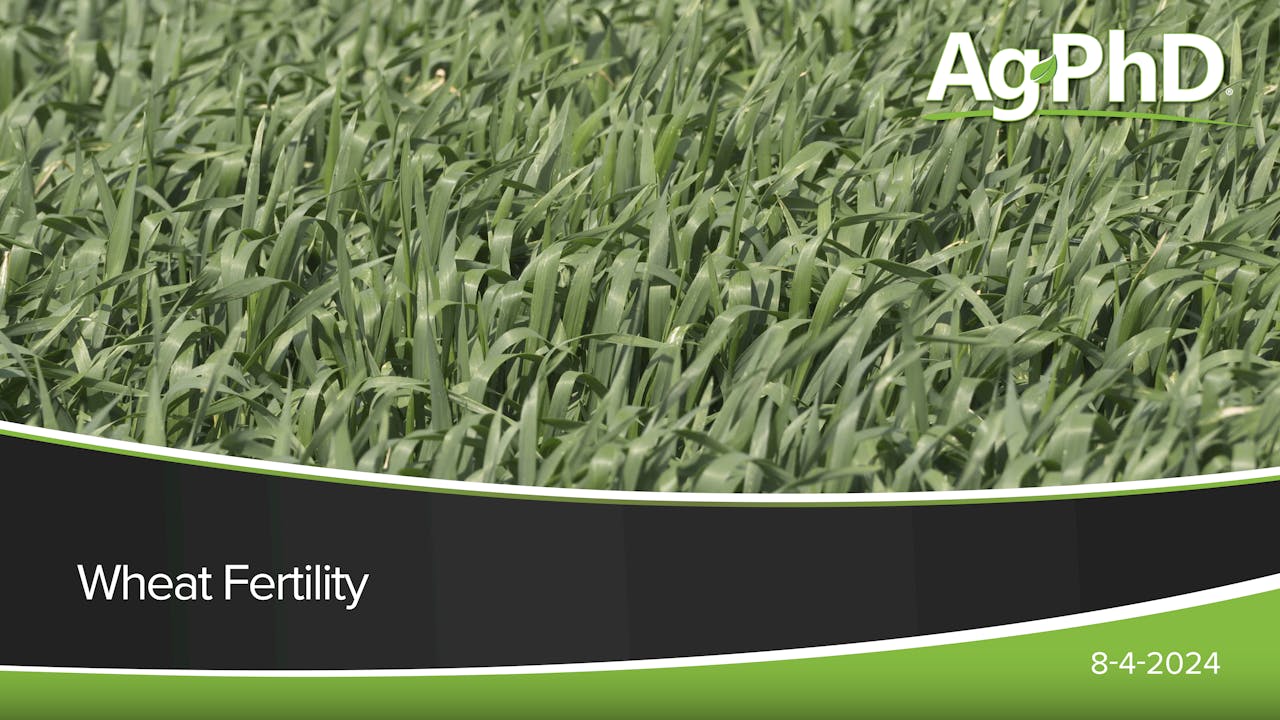 Wheat Fertility | Ag PhD - 2024 - AcresTV