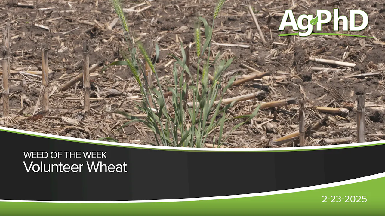 Volunteer Wheat | Ag PhD - 2025 - AcresTV