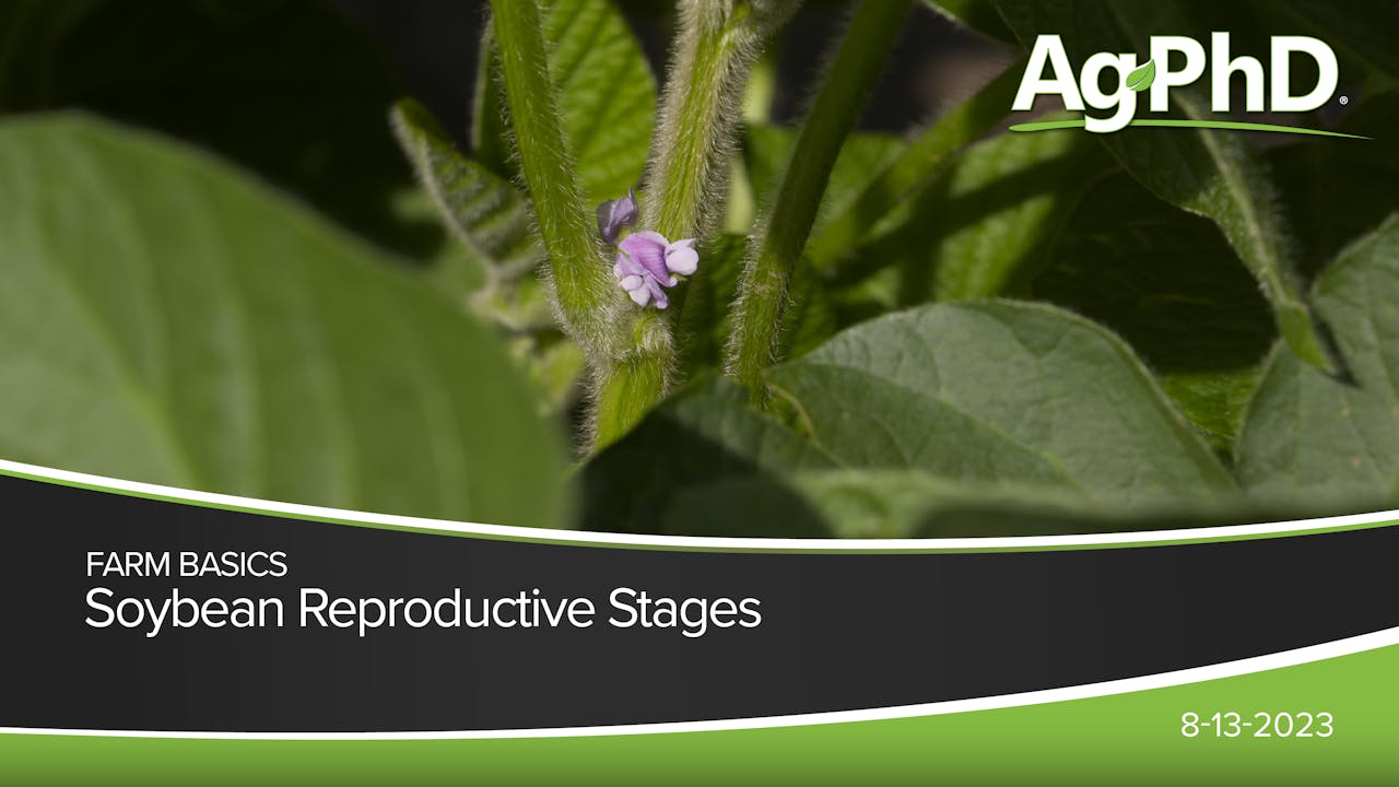Soybean Reproductive Stages | Ag PhD - 2023 - AcresTV