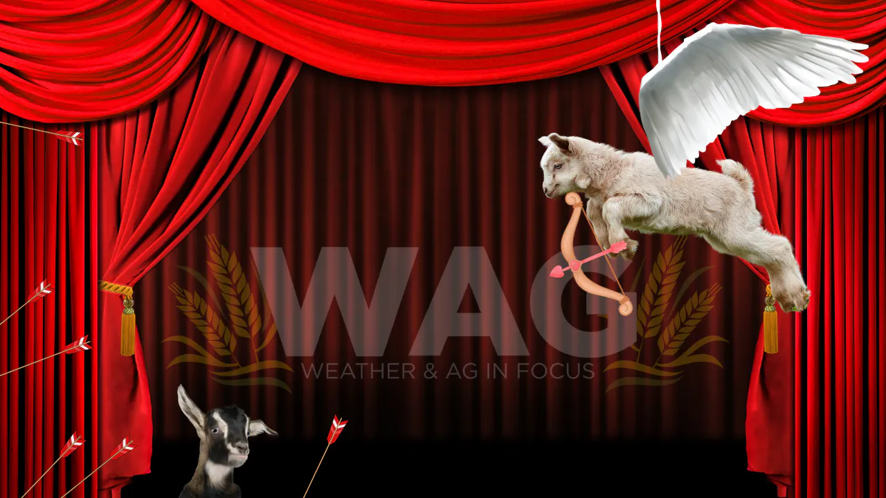 Ethanol, Tariffs and Markets | WAG in Focus 02-14-25 - AcresTV