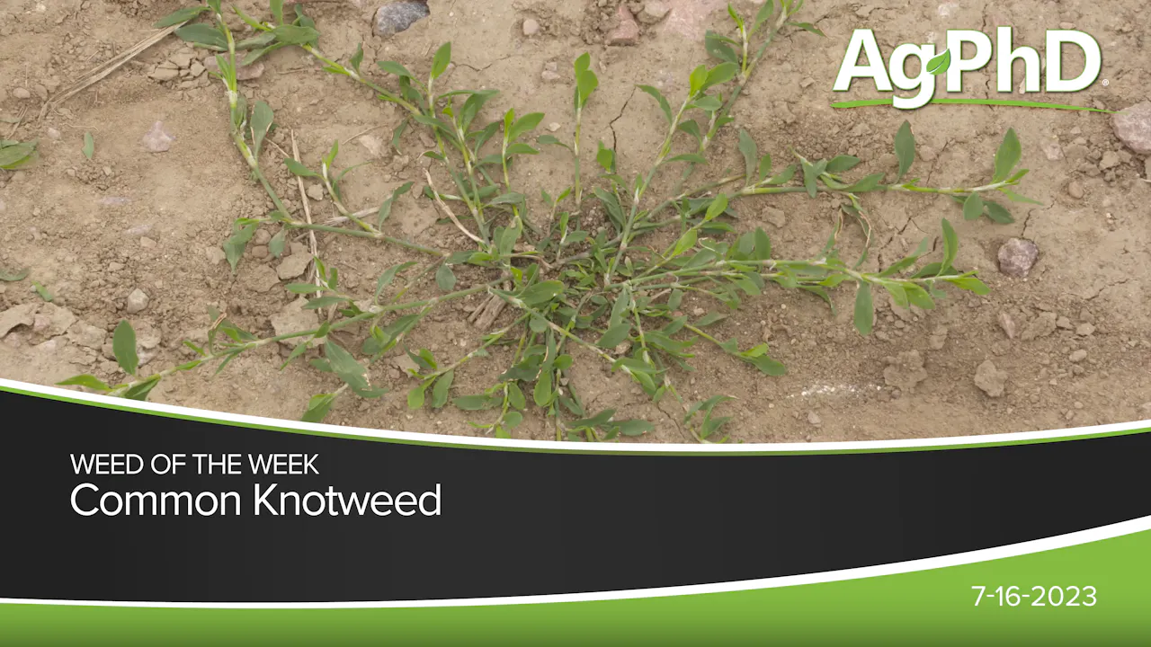 Common Knotweed | Ag PhD - 2023 - AcresTV