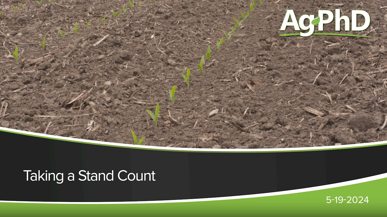 Taking a Stand Count | Ag PhD - 2024 - AcresTV