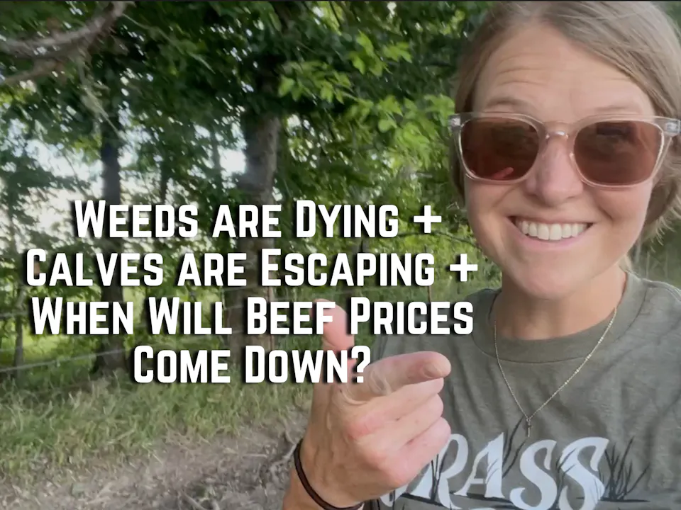 Withering Weeds, Escaping Calves + When Will Beef Come Down? | Buzzard ...
