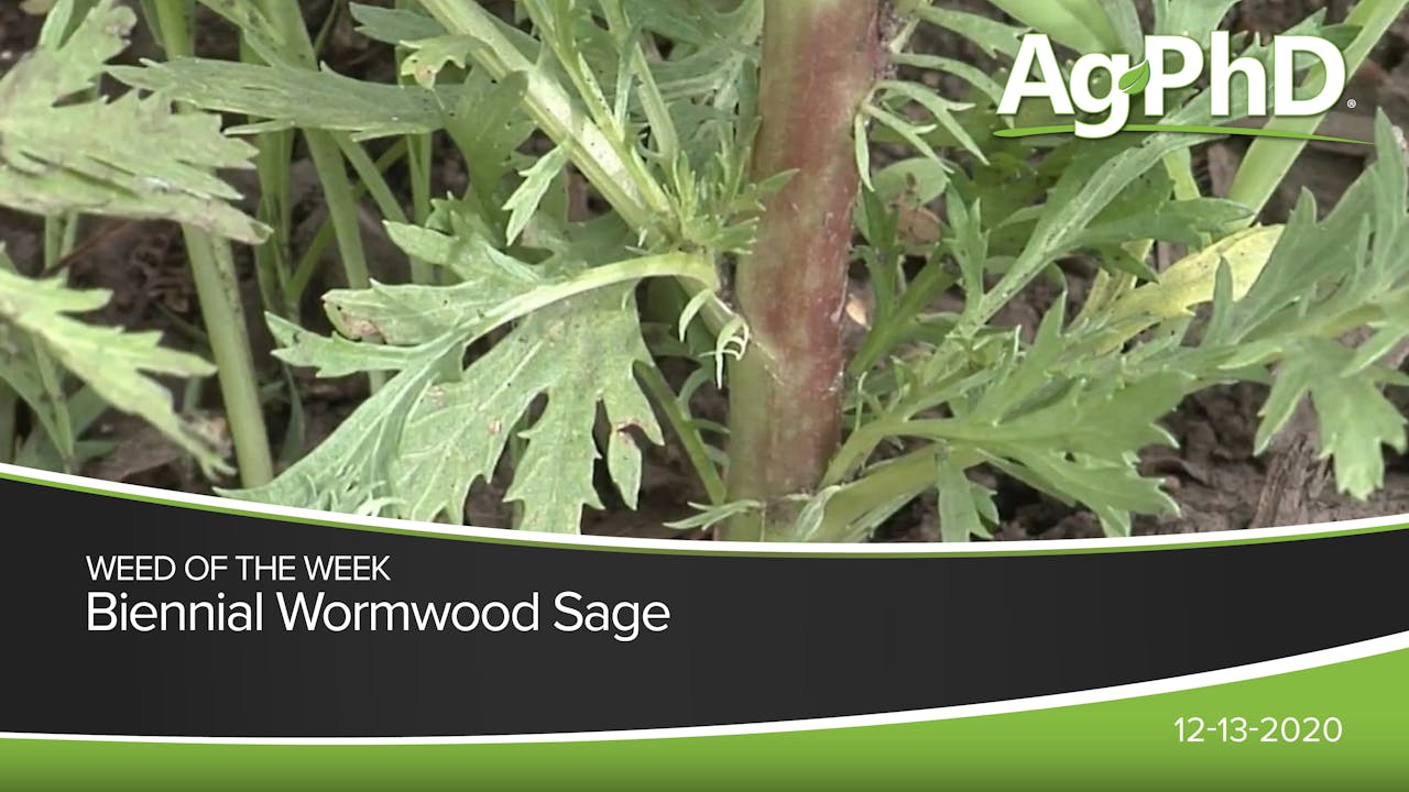 Biennial Wormwood Sage | Ag PhD - 2020 - AcresTV