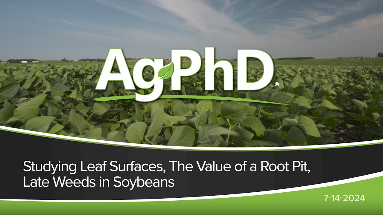 Studying Leaf Surfaces, The Value of a Root Pit, Late Weeds in Soybeans | Ag PhD - 2024 - AcresTV