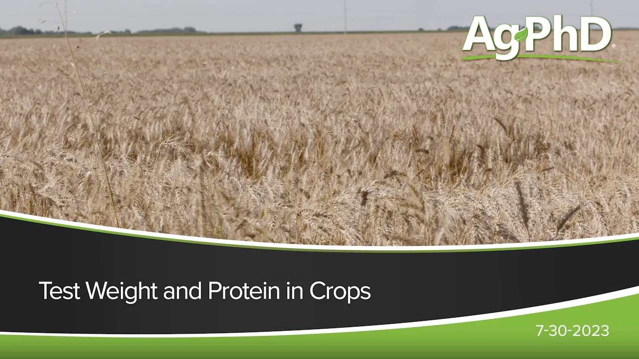 Test Weight and Protein in Crops | Ag PhD - 2023 - AcresTV