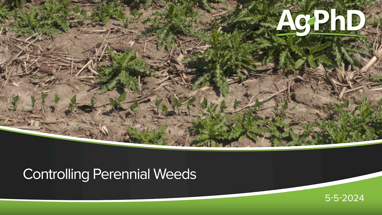 Controlling Perennial Weeds | Ag PhD - 2024 - AcresTV