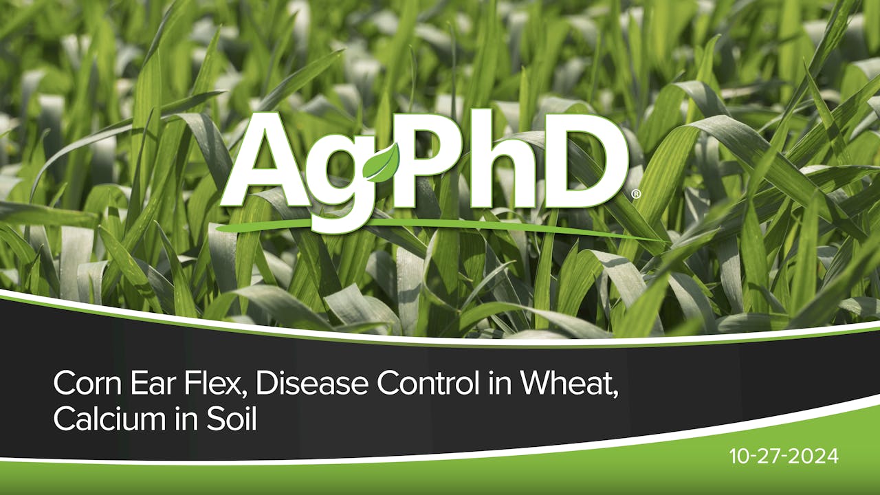 Corn Ear Flex, Disease Control in Wheat, Calcium in Soil | Ag PhD - 2024 - AcresTV