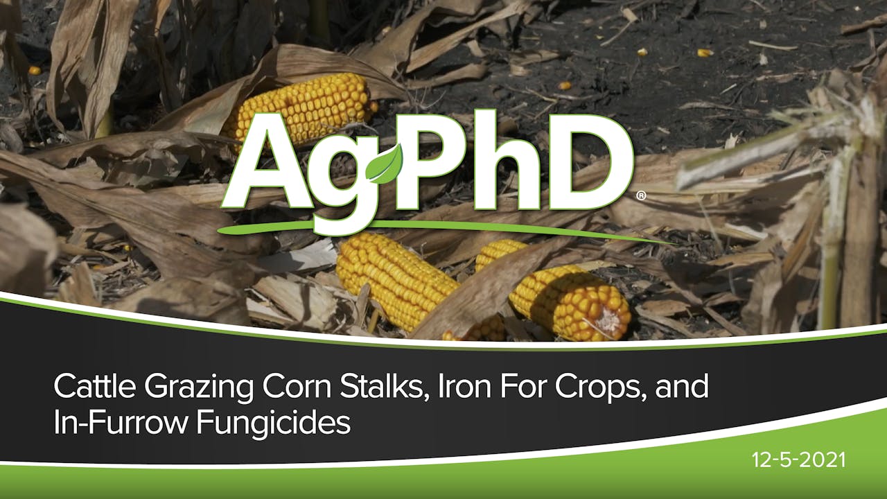 Cattle Grazing Corn Stalks, Iron for Crops, In-Furrow Fungicides | Ag ...