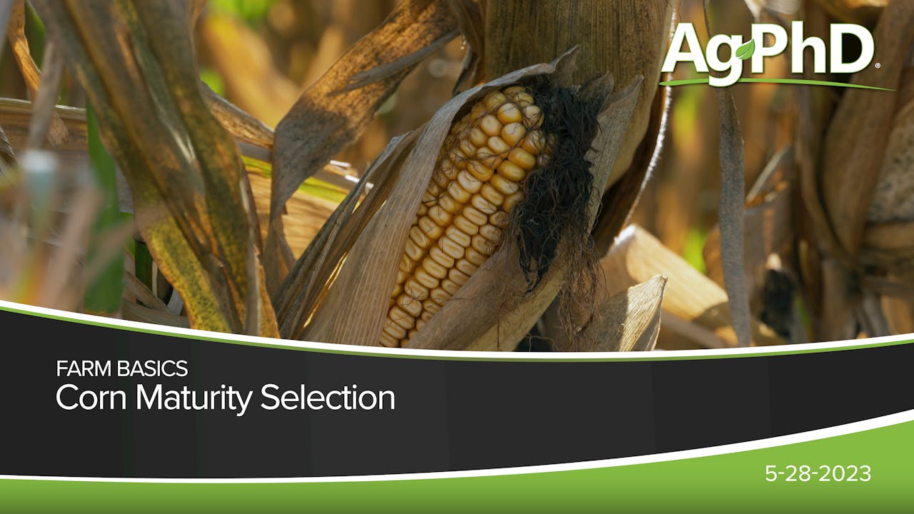 Corn Maturity Selection | Ag PhD - 2023 - AcresTV