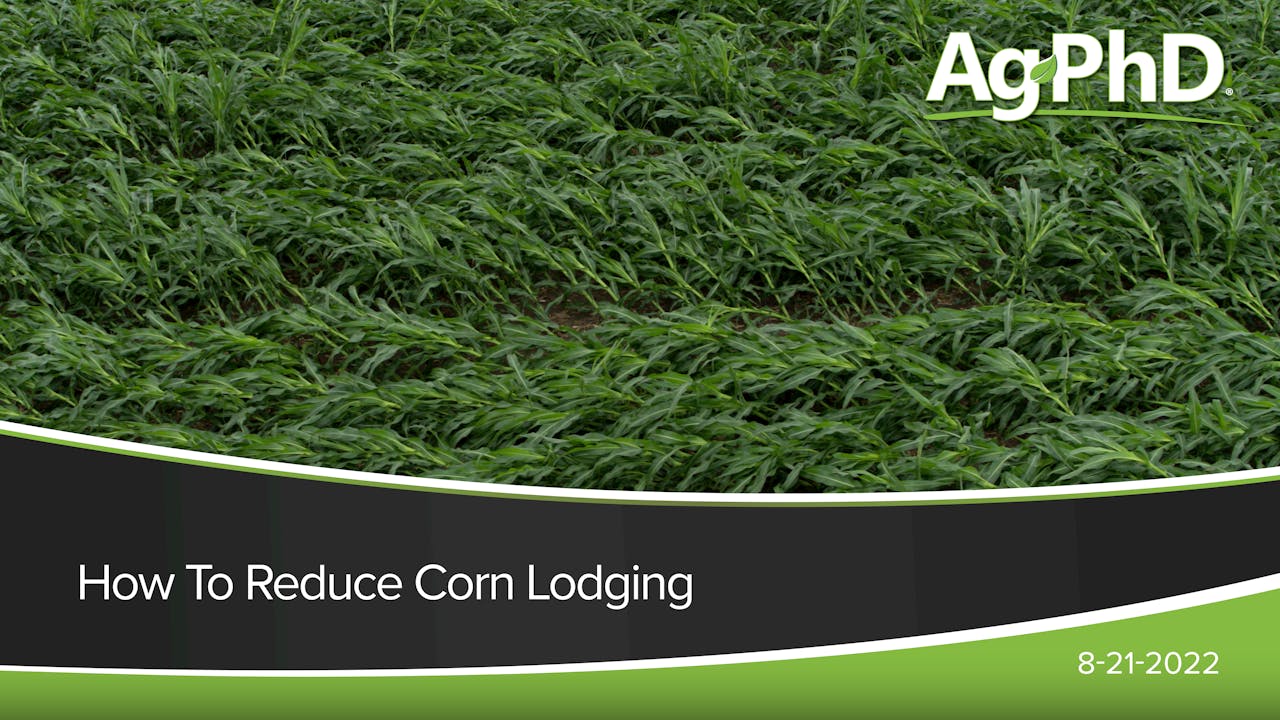How To Reduce Corn Lodging | Ag PhD - 2022 - AcresTV