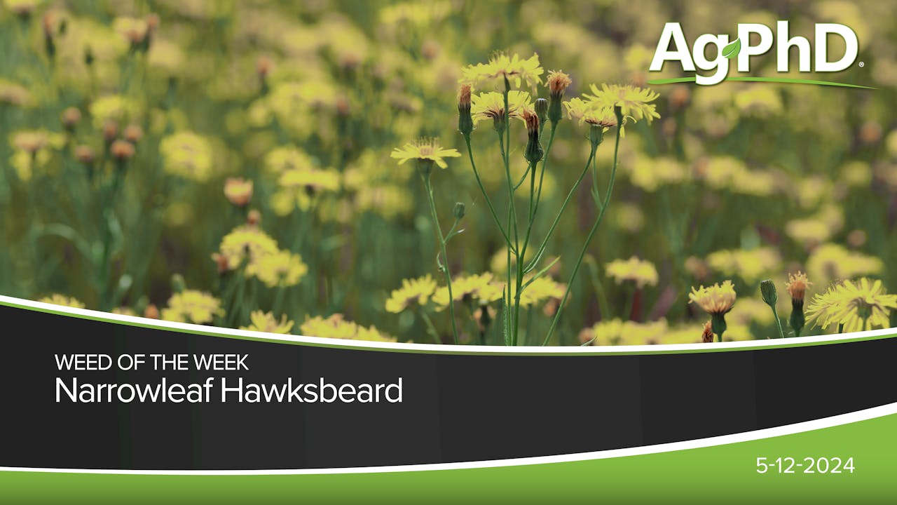 Narrowleaf Hawksbeard | Ag PhD - 2024 - AcresTV