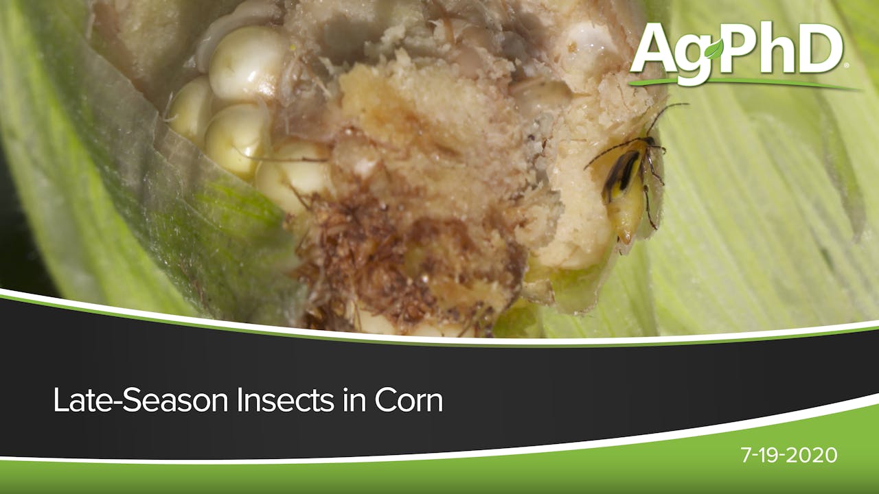 Late-Season Insects in Corn | Ag PhD - 2020 - AcresTV
