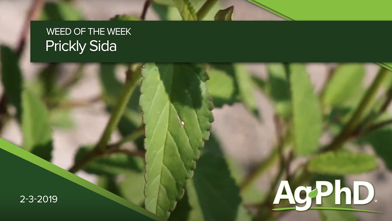 Prickly Sida - 2019 - AcresTV
