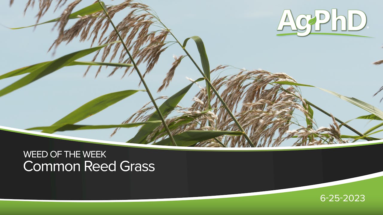 Common Reed Grass | Ag PhD - 2023 - AcresTV
