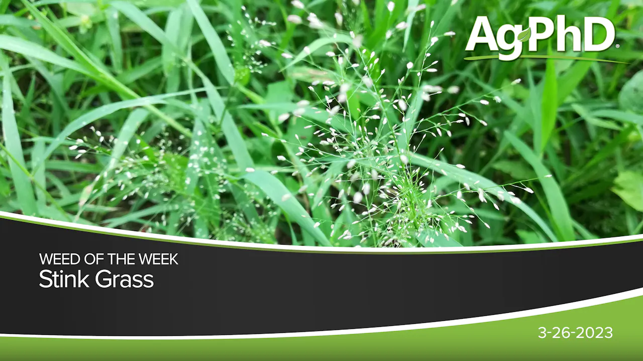 Stink Grass - 2023 - AcresTV