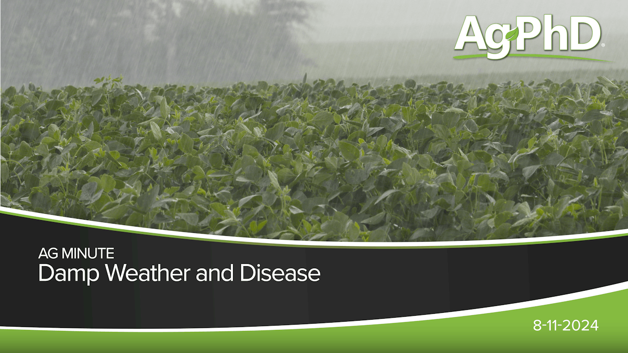 Damp Weather and Disease | Ag PhD - 2024 - AcresTV