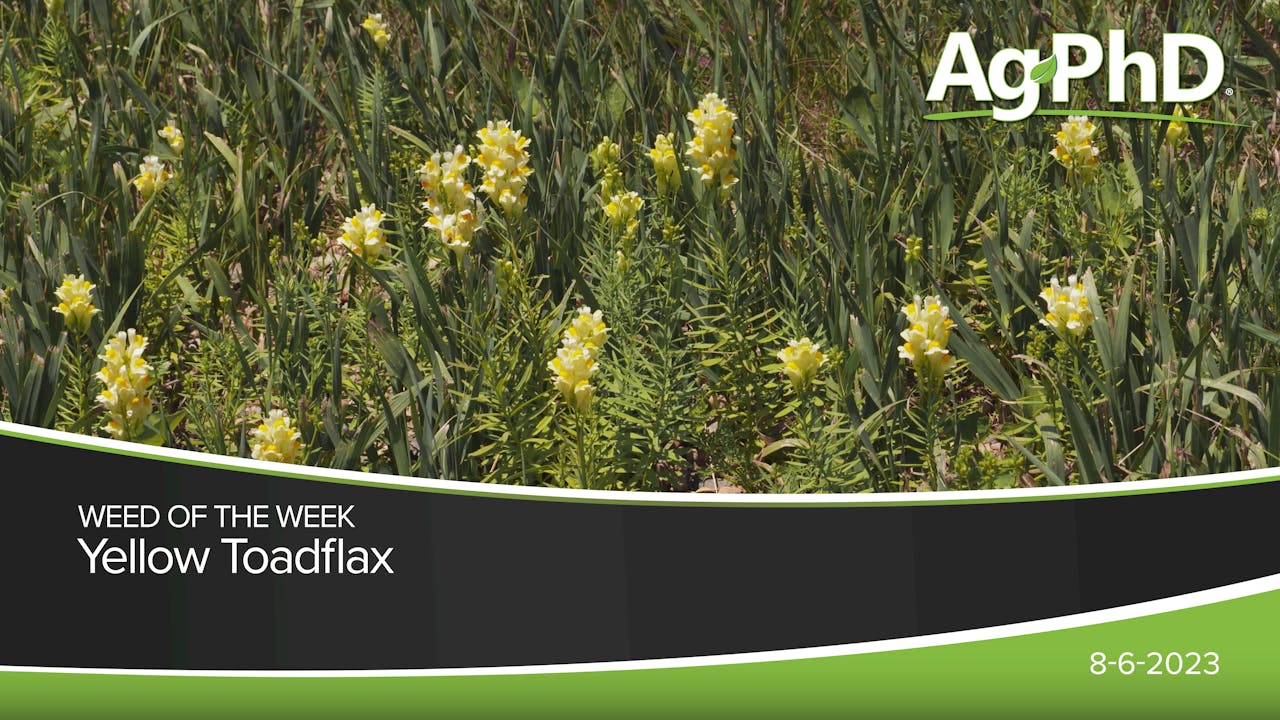 Yellow Toadflax | Ag PhD - 2023 - AcresTV