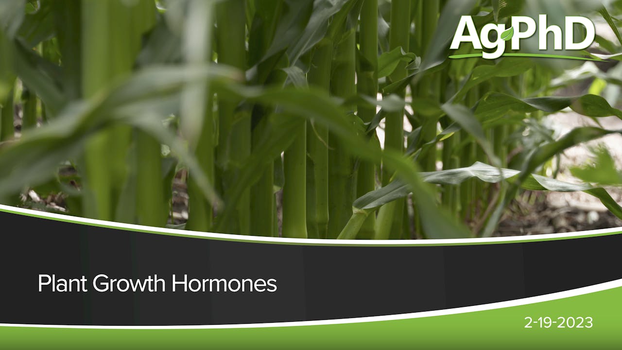 Plant Growth Hormones | Ag PhD - 2023 - AcresTV
