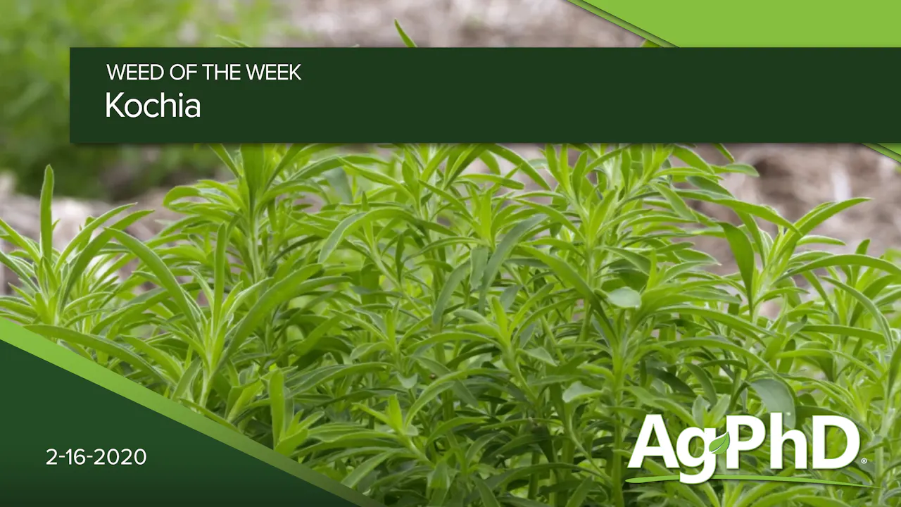 Kochia | Ag PhD - 2020 - AcresTV