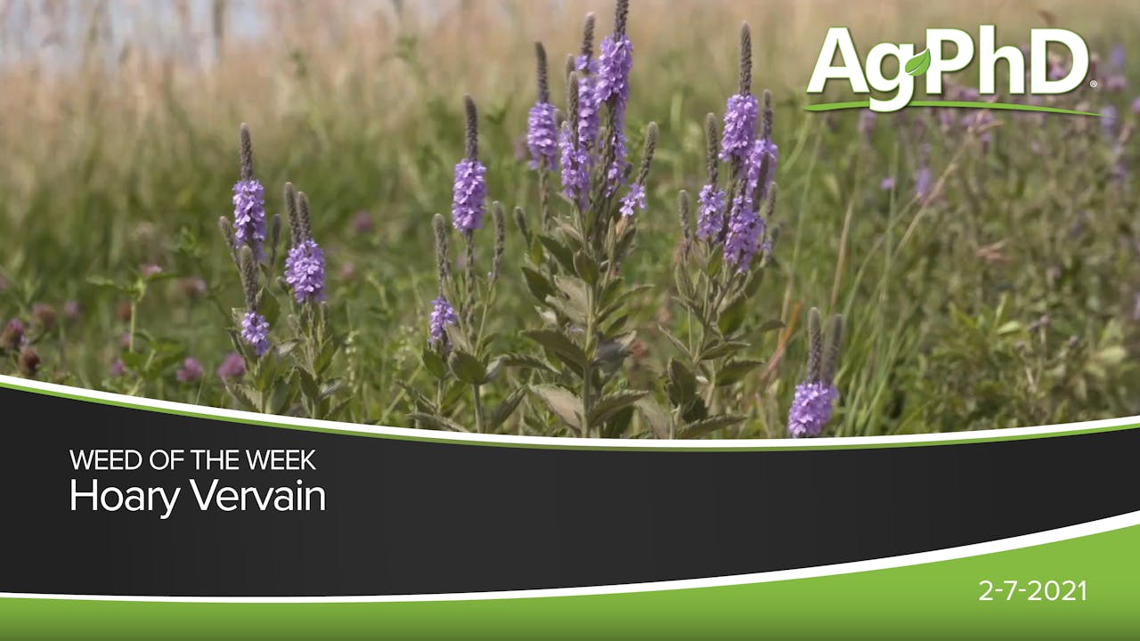 Hoary Vervain | Ag PhD - 2021 - AcresTV