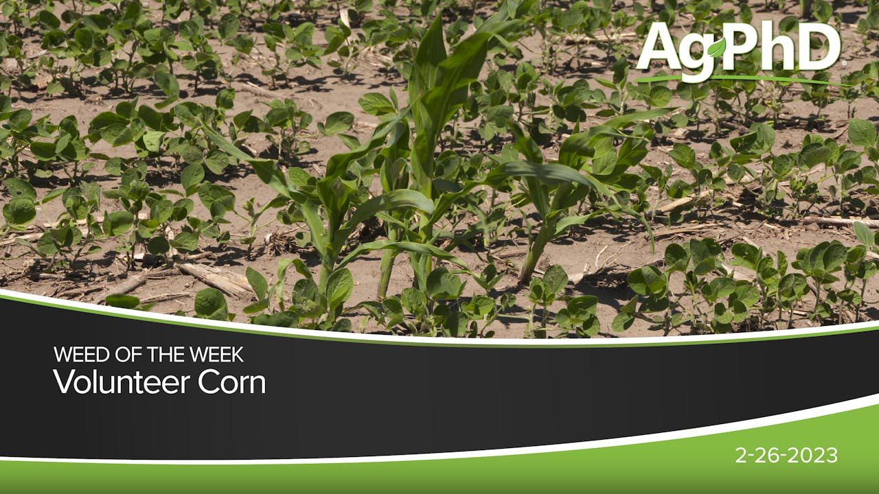 Volunteer Corn | Ag PhD - 2023 - AcresTV