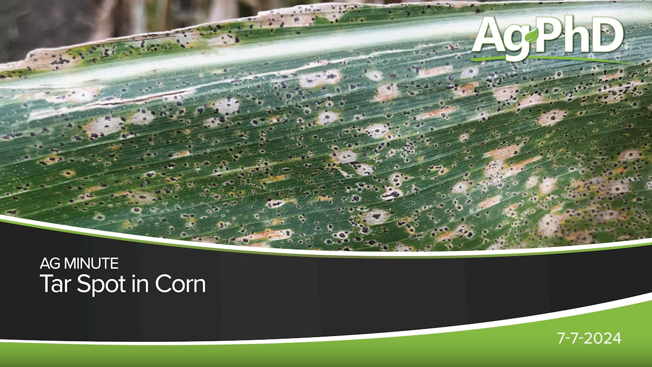 Tar Spot in Corn | Ag PhD - 2024 - AcresTV