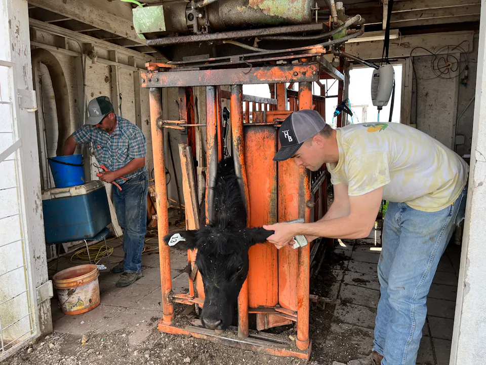 Stocking Our Pastures with Grass Cattle | Buzzard's Beat - Ag ...