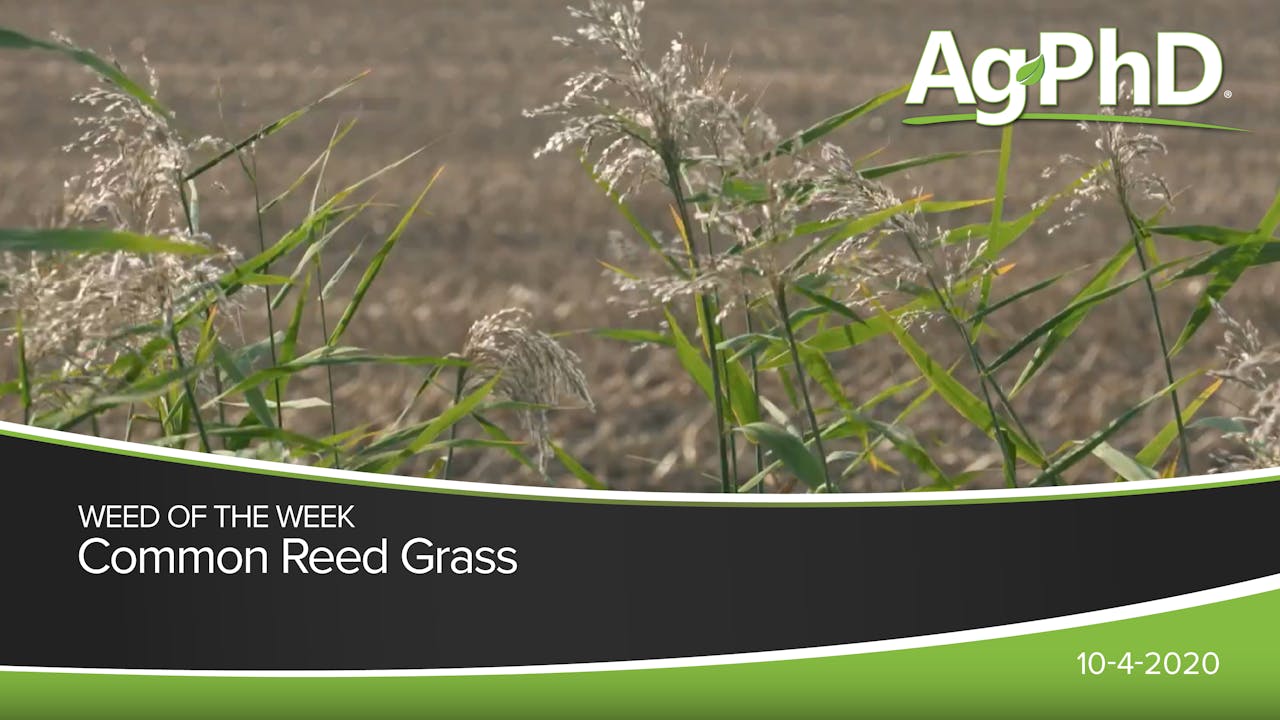 Common Reed Grass | Ag PhD - 2020 - AcresTV