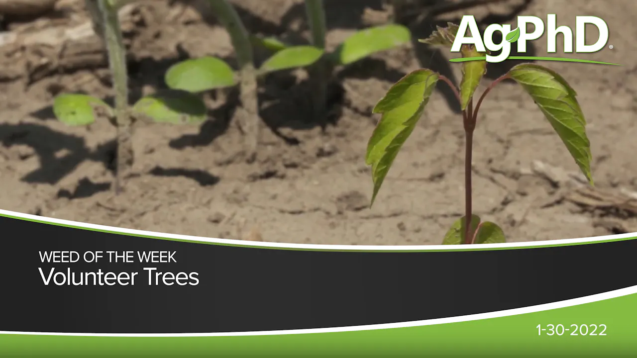 Volunteer Trees | Ag PhD - 2022 - AcresTV