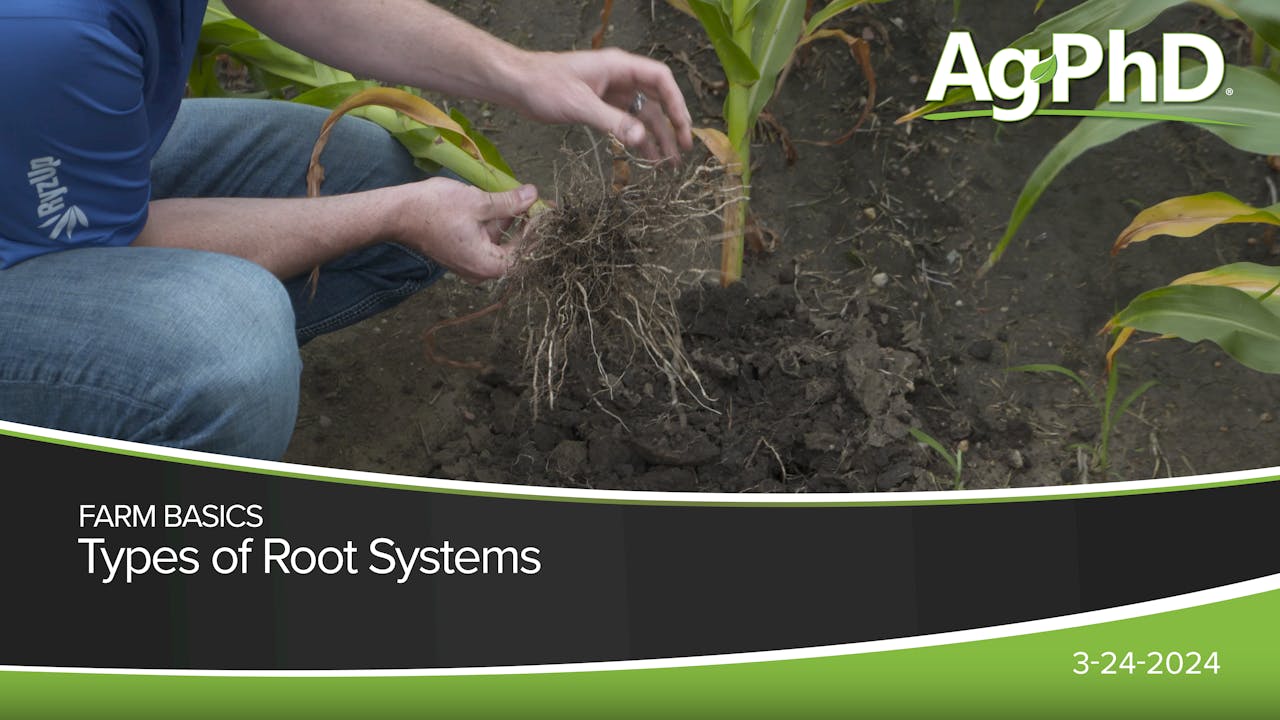 Types of Root Systems | Ag PhD - 2024 - AcresTV
