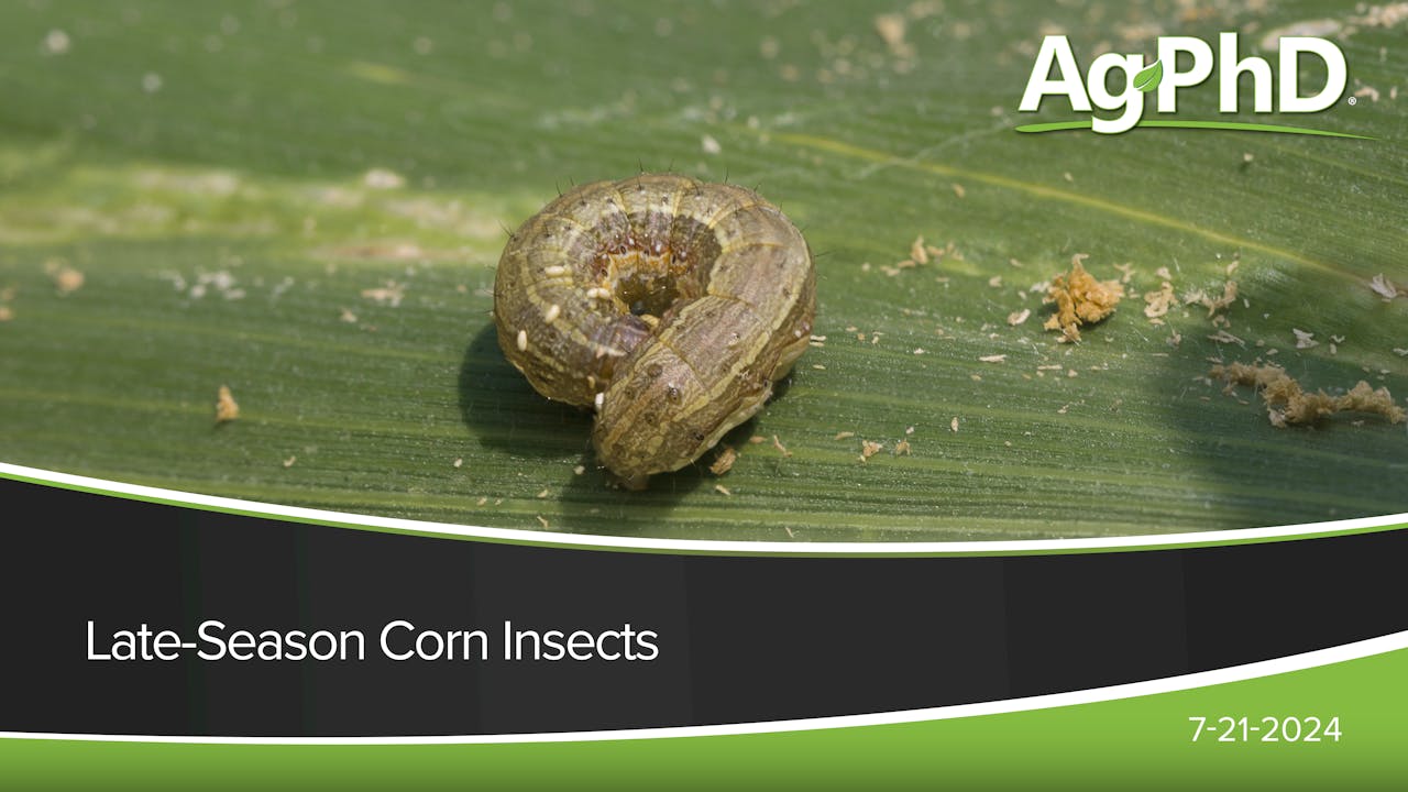 Late-Season Corn Insects | Ag PhD - 2024 - AcresTV