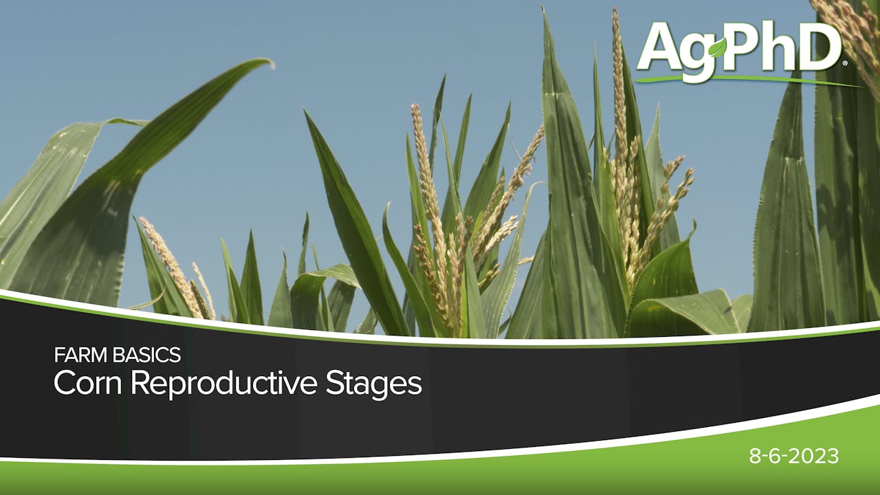 Corn Reproductive Stages | Ag PhD - 2023 - AcresTV