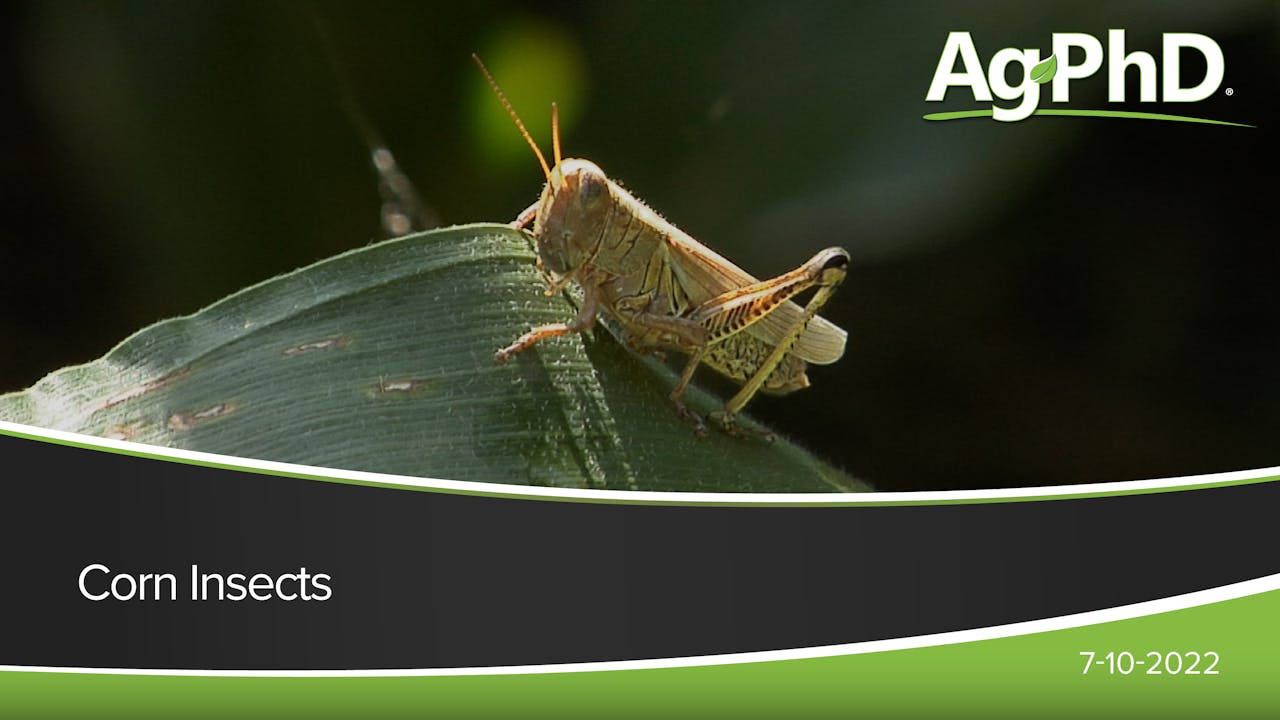 Corn Insects | Ag PhD - 2022 - AcresTV